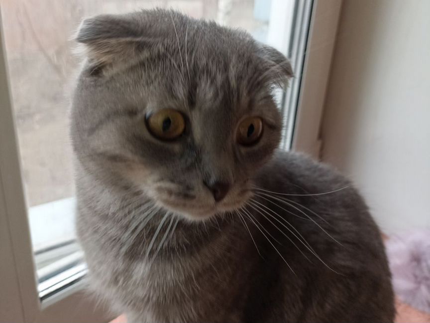 Шотландский вислоухий котик