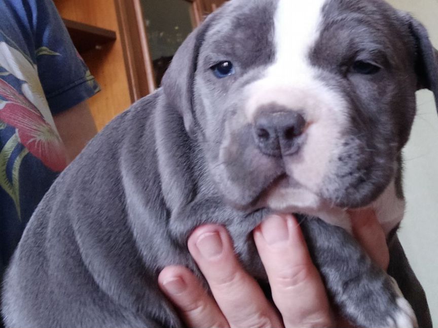 Стафф мальчики