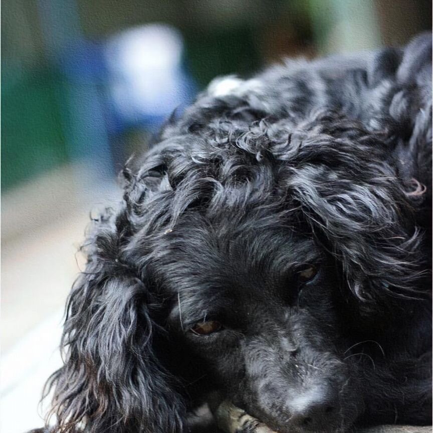 Спаниель в добрые руки