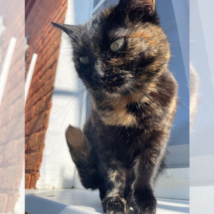 Котята в добрые руки бесплатно