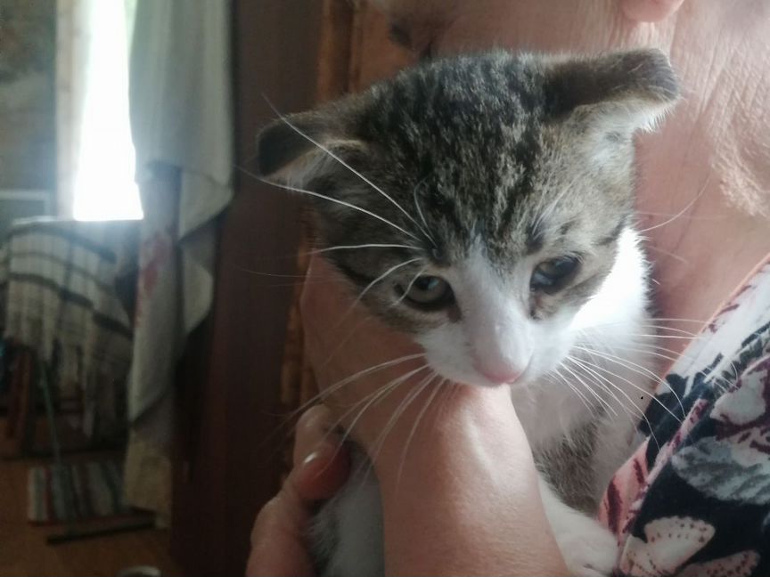 Кошка