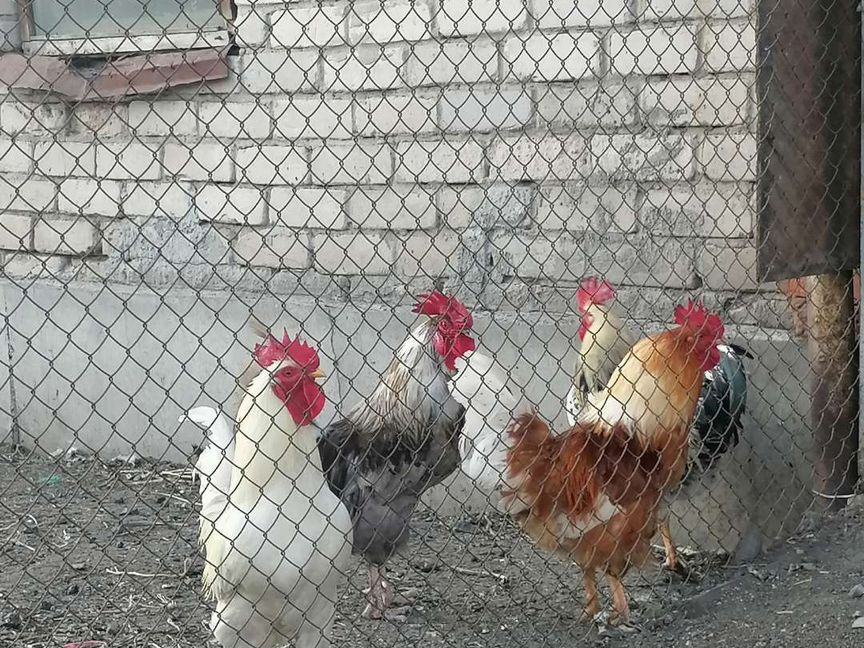 Петух