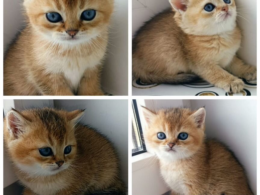 Золотая шиншилла