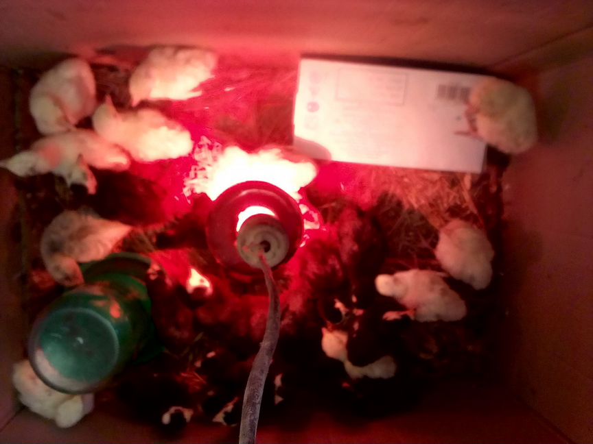 Индюшата домашние