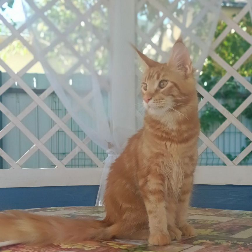 Котята мейн-кун девочка Ариэль