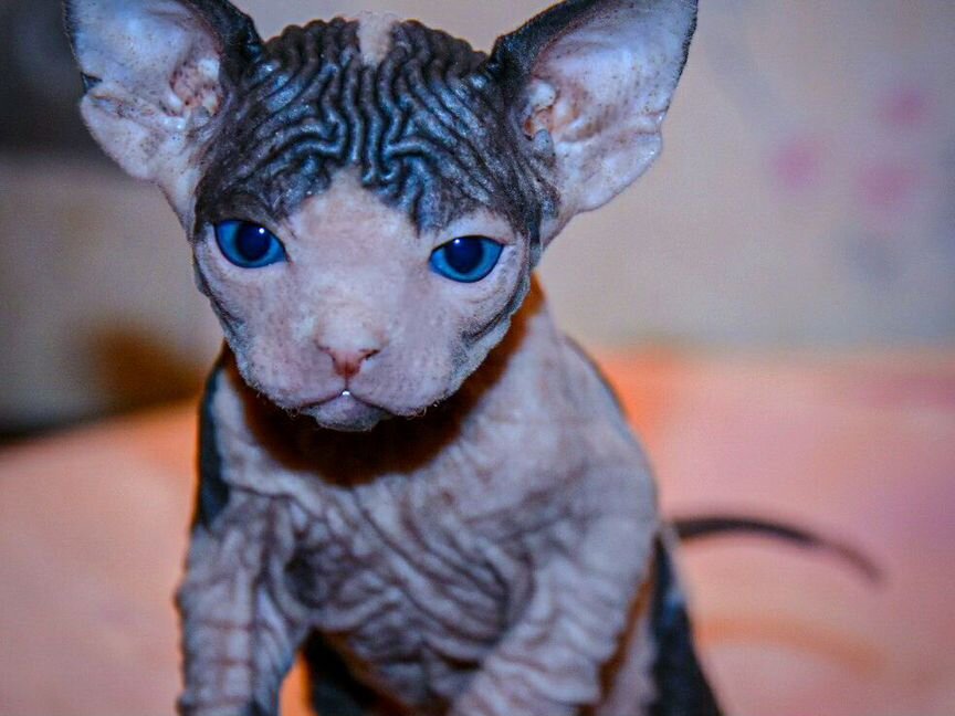 Которебенок мальчишка сфинкс