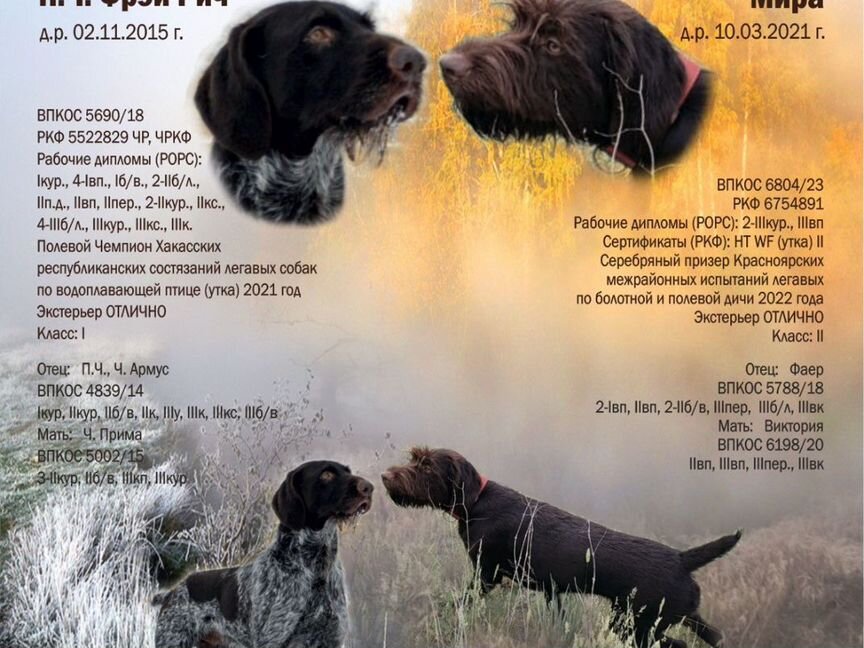 Щенки дратхаара д.р. 22.02.2024