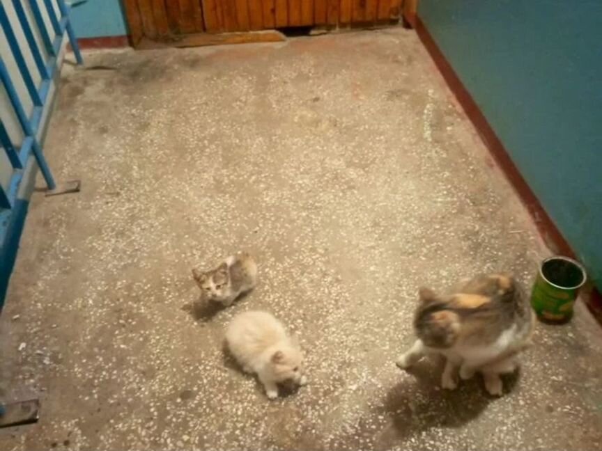 Котята. Маму кошку отравили