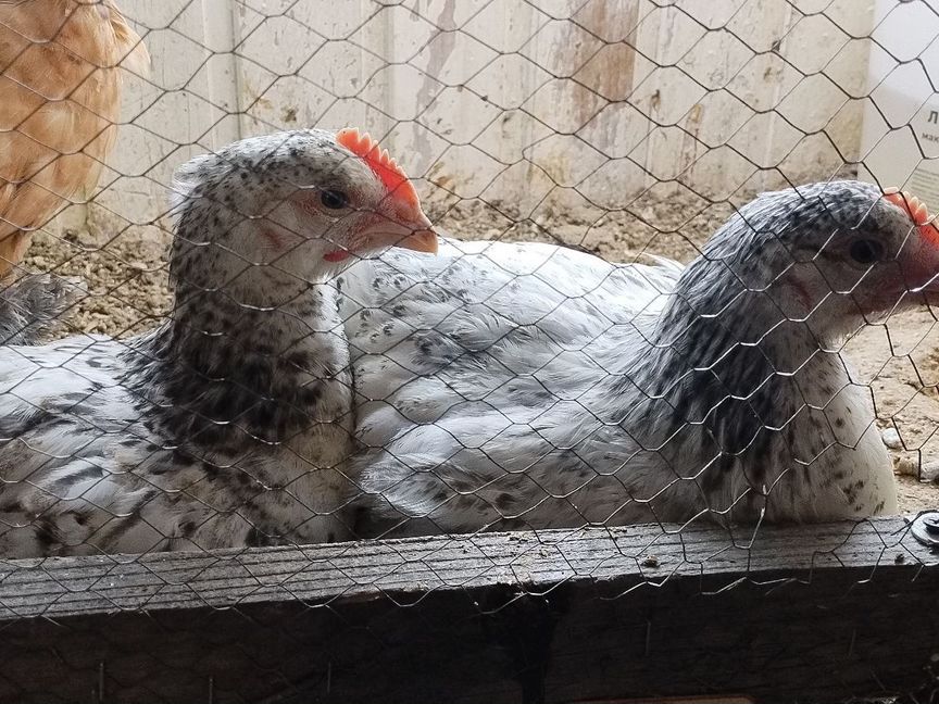 Куры мастер Грей