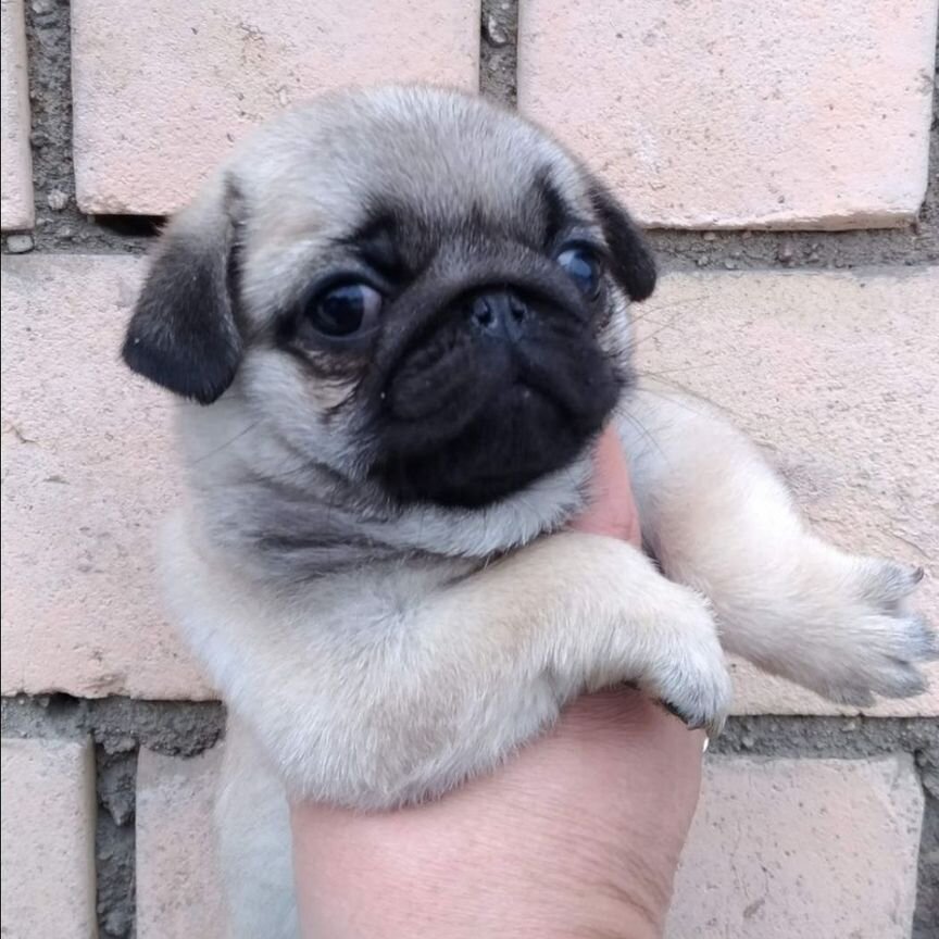 Мопс девочка