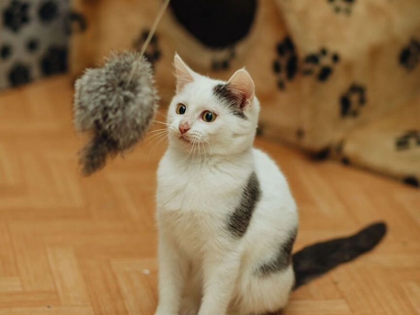 Живут в приюте. Хотят домой
