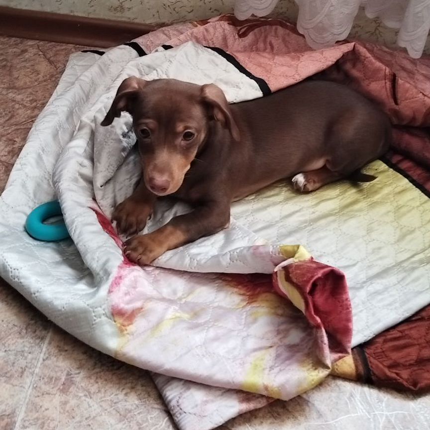 Такса, щенок