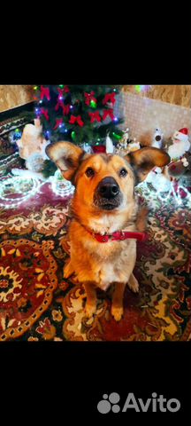 Собака Джон ищет дом