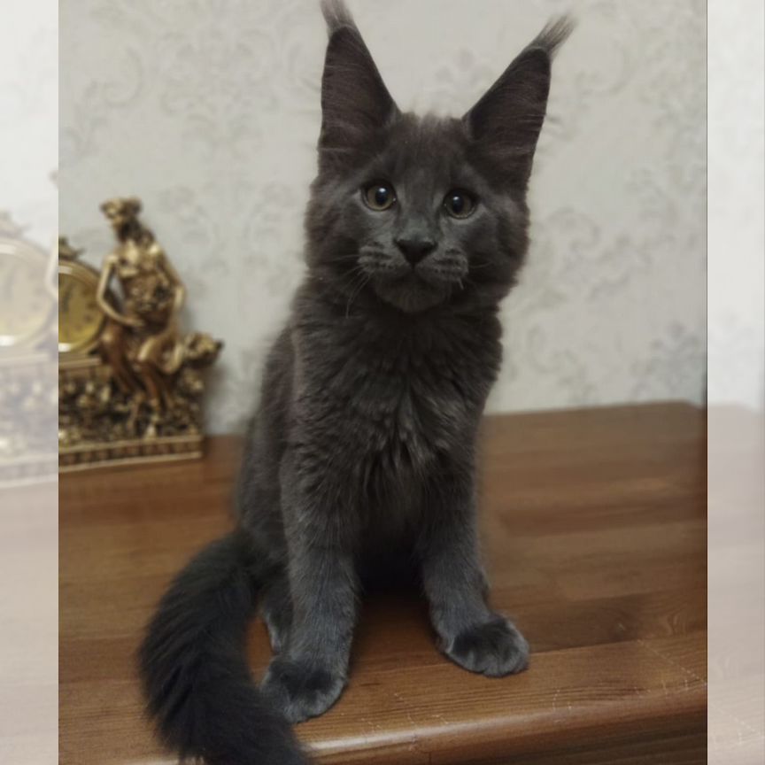 Мейн-кун котенок