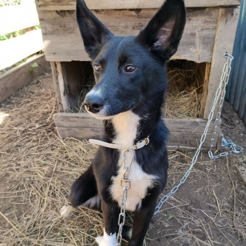 Взрослая собака в добрые руки