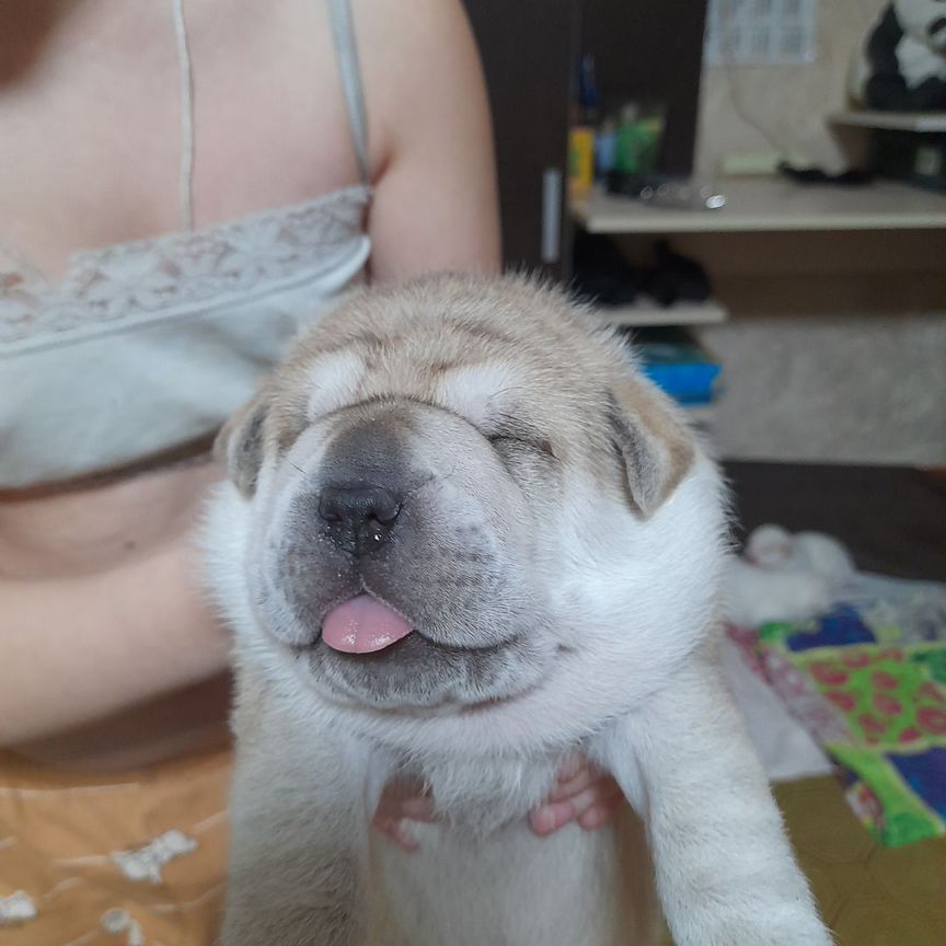 Щенки