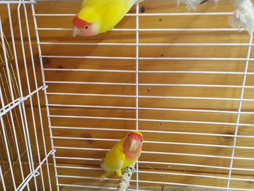 Попугай неразлучник