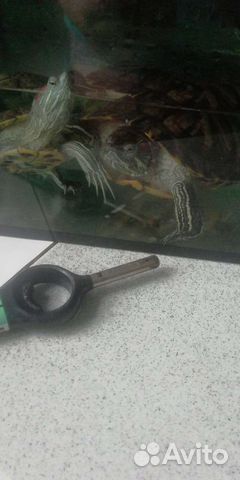 Красноухая черепаха