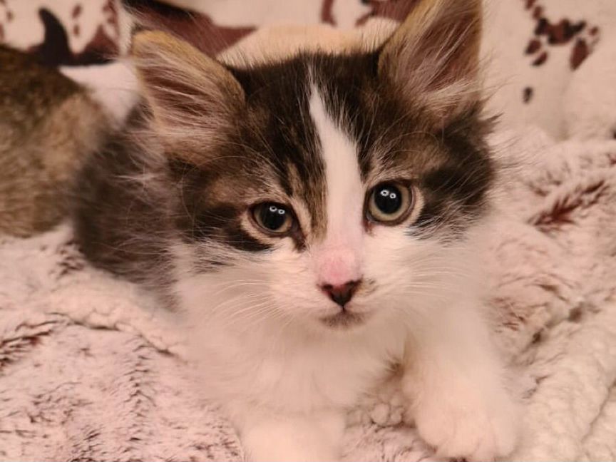 Пушистый шебутной котенок в добрые руки