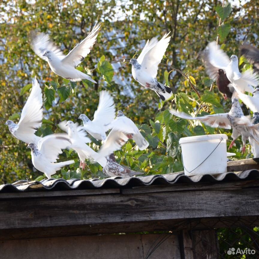 Голуби николаевские,пакистанцы