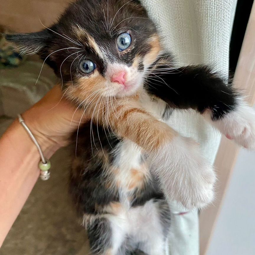 Котенок