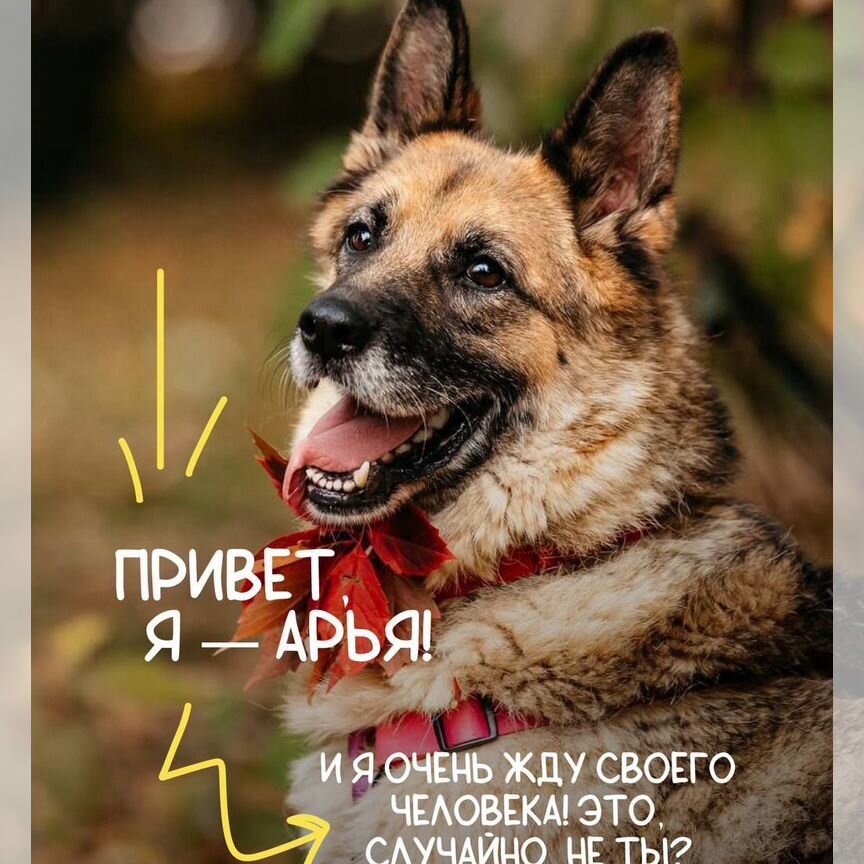 Взрослая собака в добрые руки