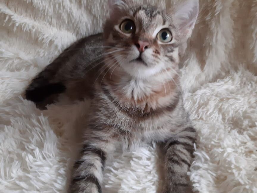 Прекрасный полосатик