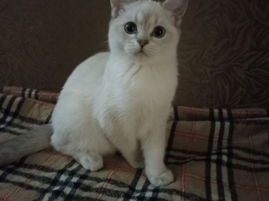 Продаётся котёнок шотландской вислоухой кошки