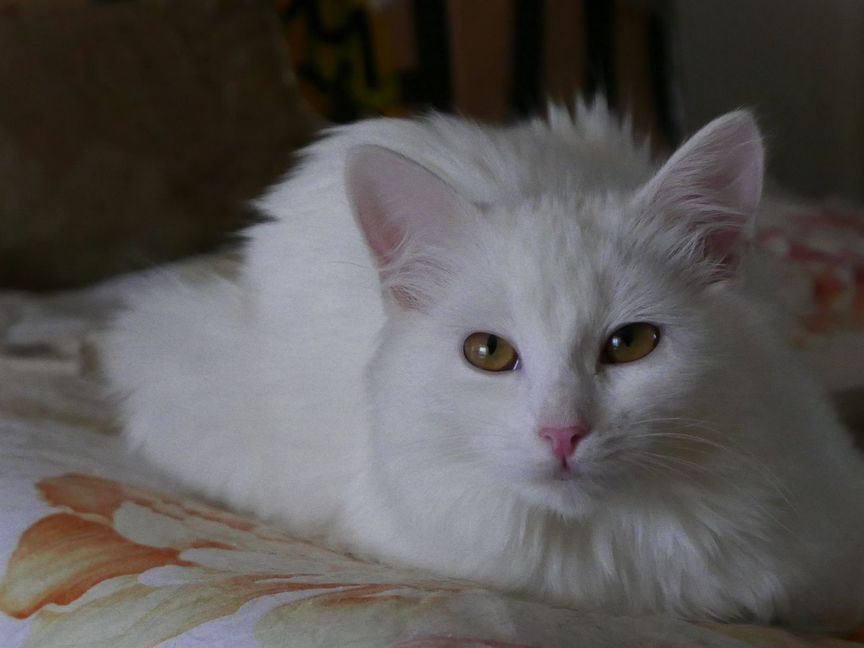 Белый котенок девочка