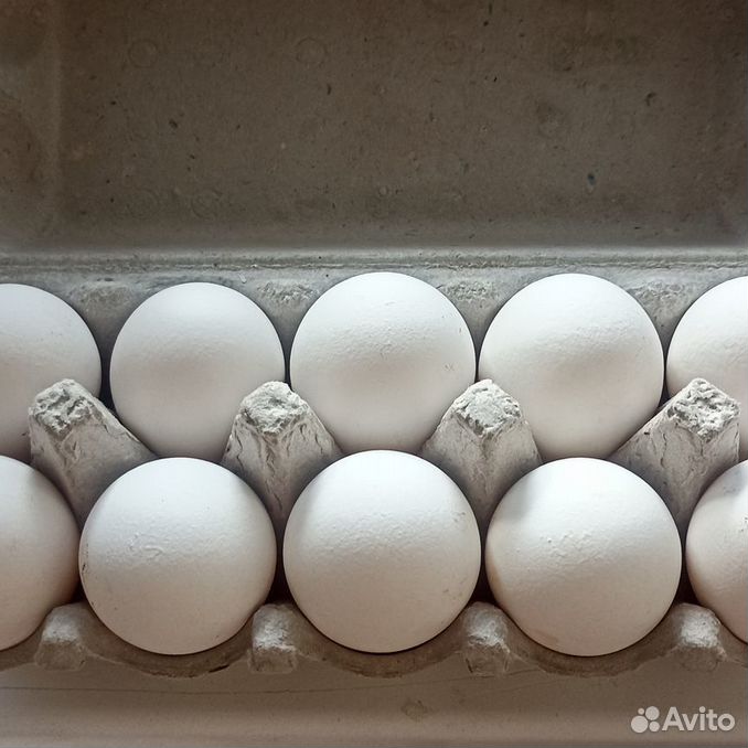 Инкубационное яйцо белый леггорн