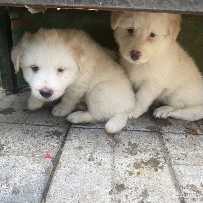 Щенки маленькой собаки болонка