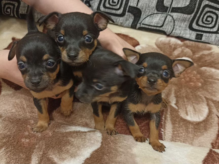 Щенки русский той-терьер