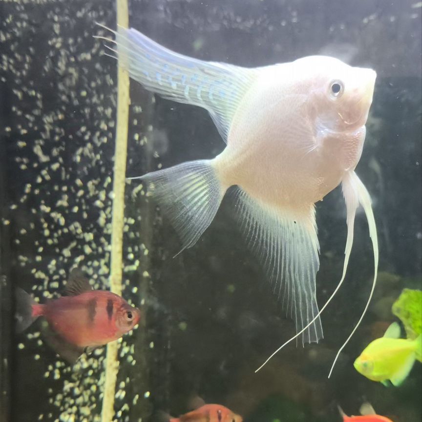 Скалярия жемчужина Болгарии. Самец