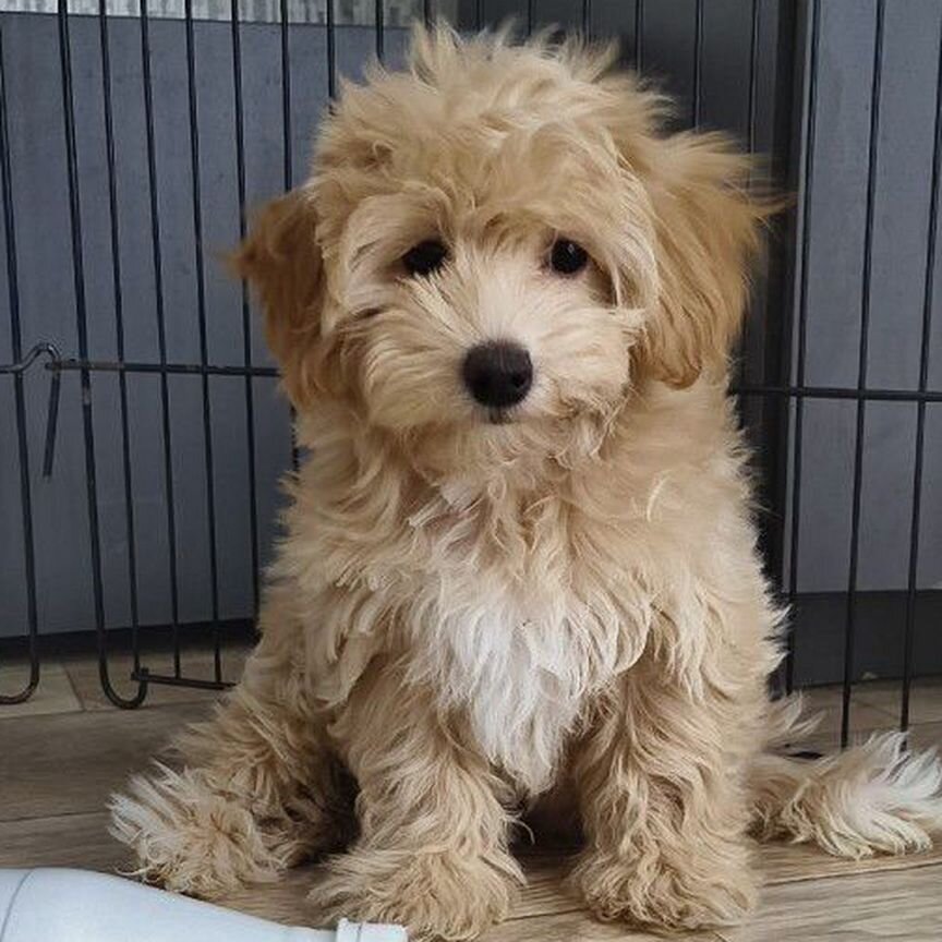 Мальтипу, щенок