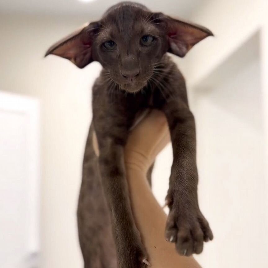 Ориентальный котёнок