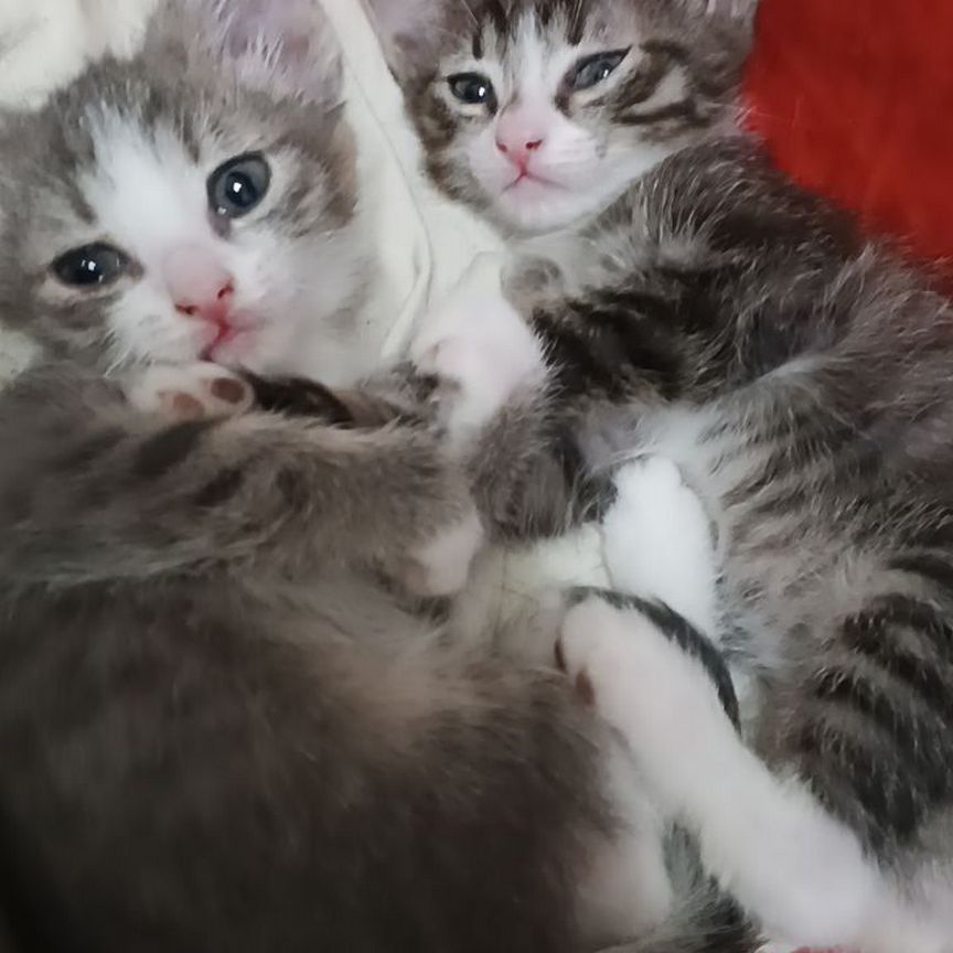 Котята Ириска и Фая ищут дом