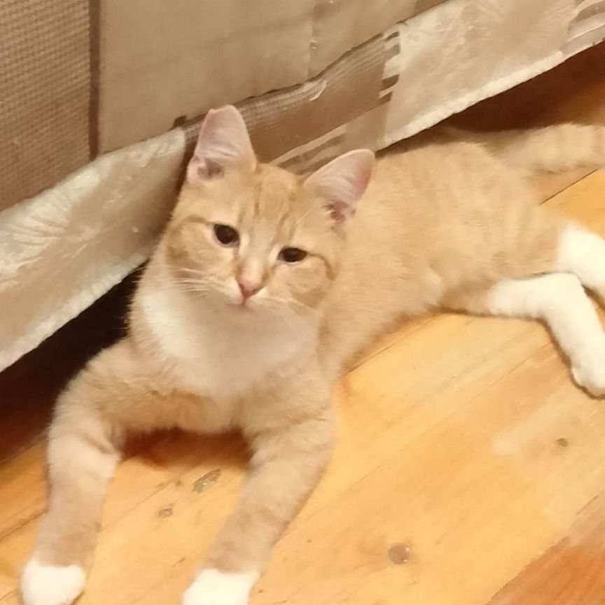 Кошечка в добрые руки