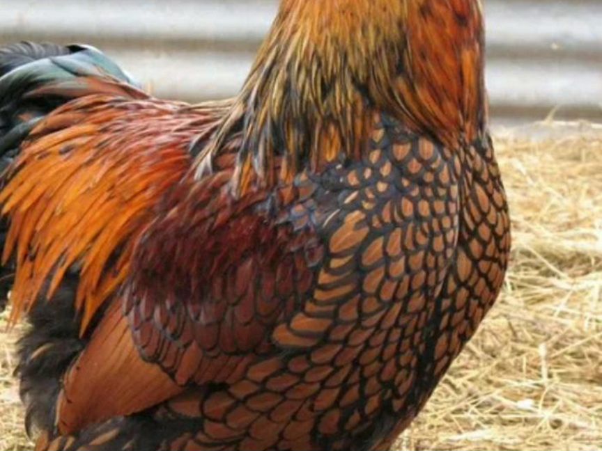 Петух виандот