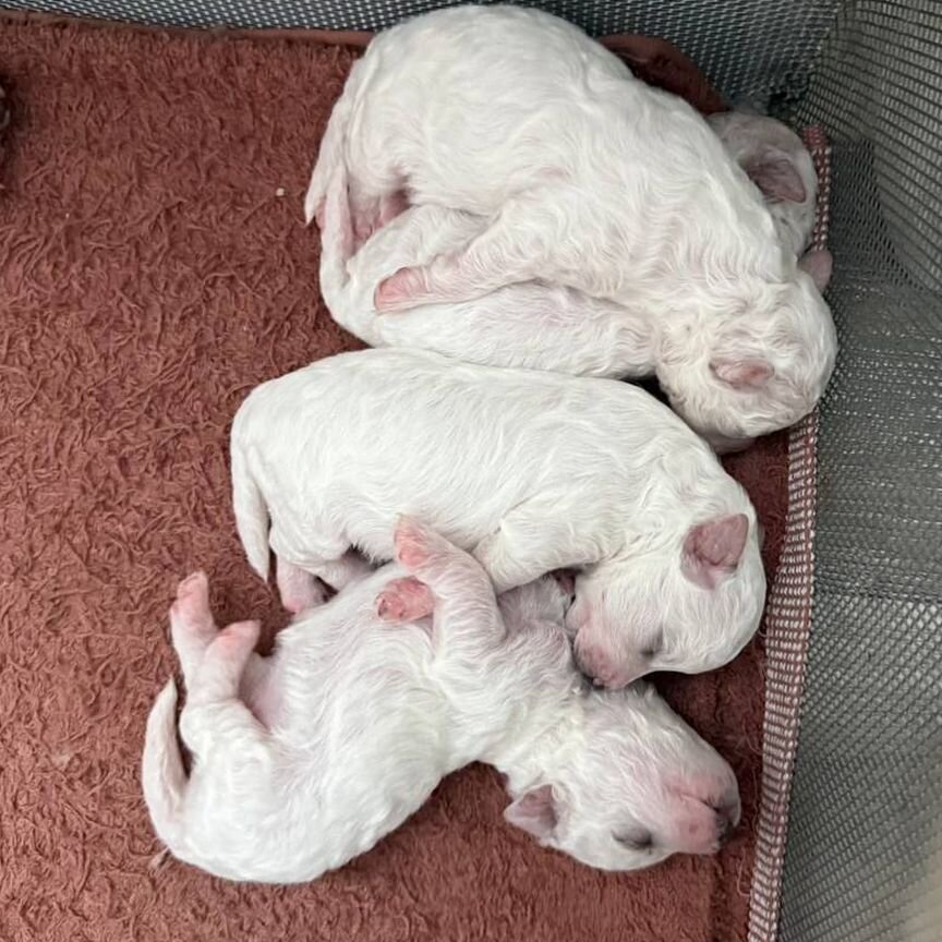 Бишон фризе, щенок