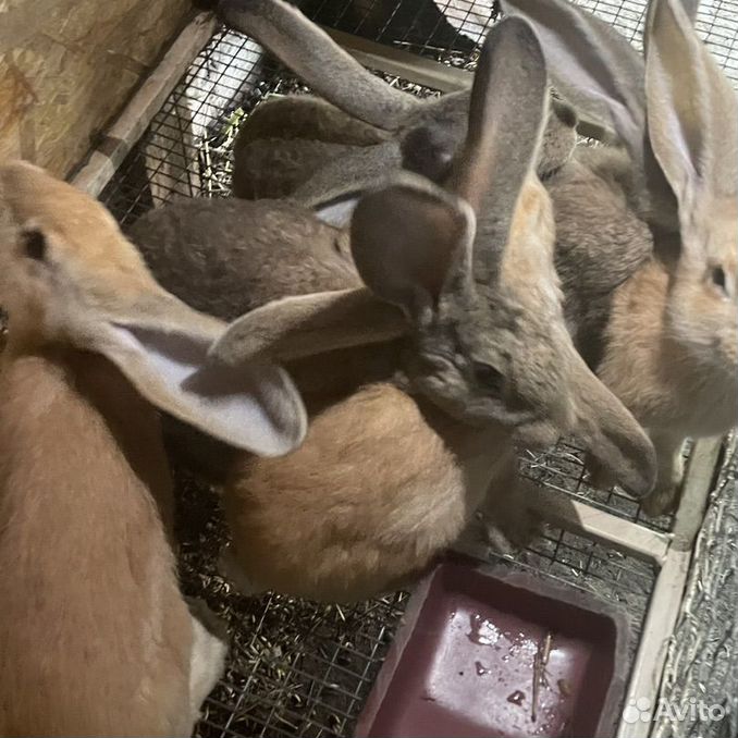 Кролики великаны