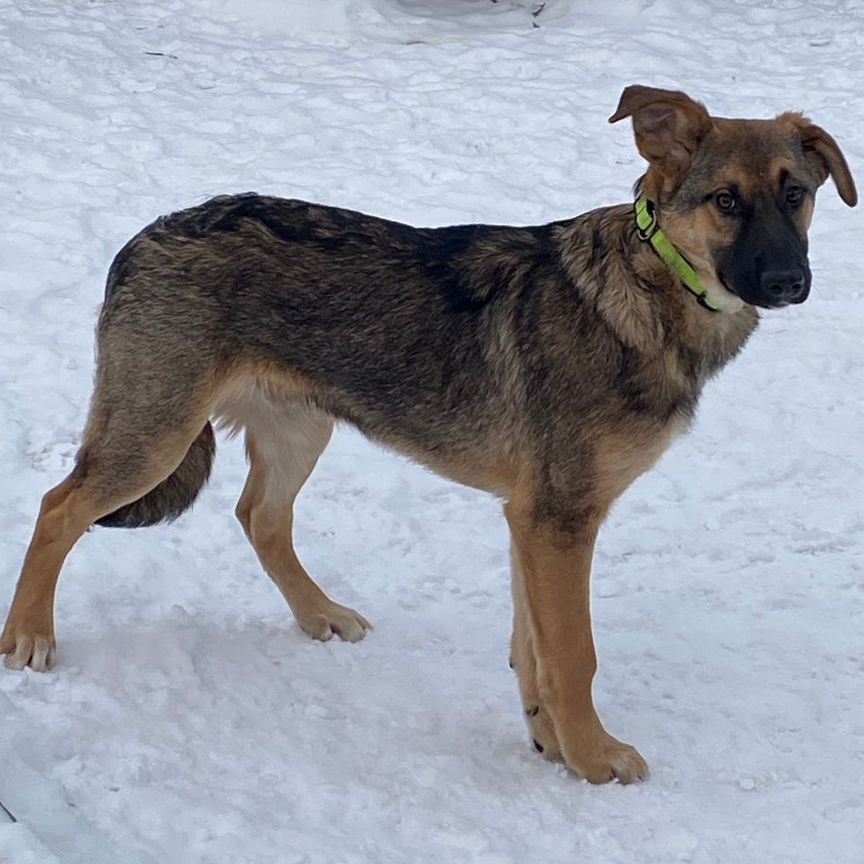 Щенок в добрые руки