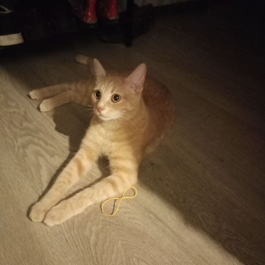 Отдам кота в добрые руки