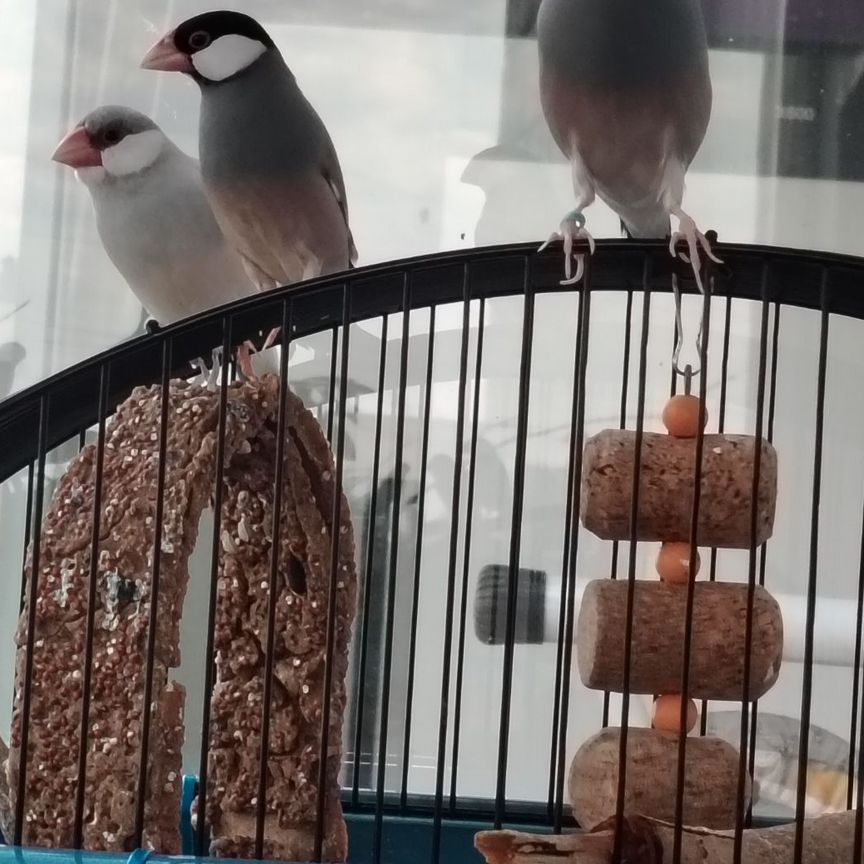 Молодые птицы рисовые амадины