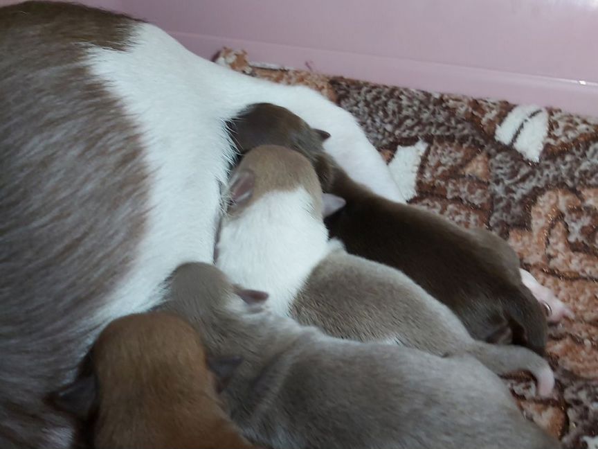 Щенки чихуахуа