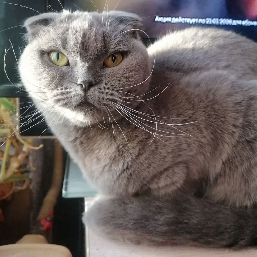 Шотландская вислоухая длинношёрстная, взрослая кошка