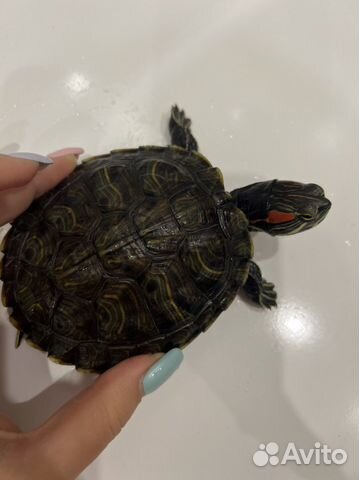 Красноухая черепаха