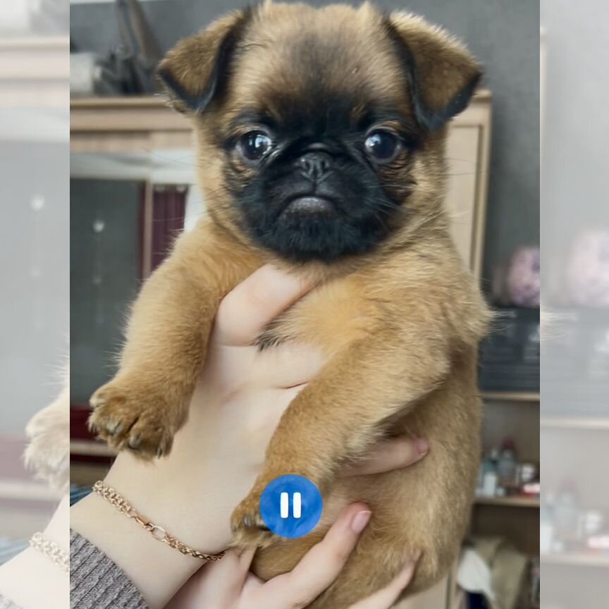 Пти-брабансон, щенок