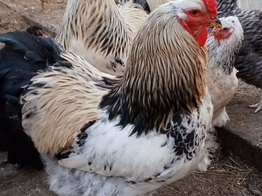 Петух брама