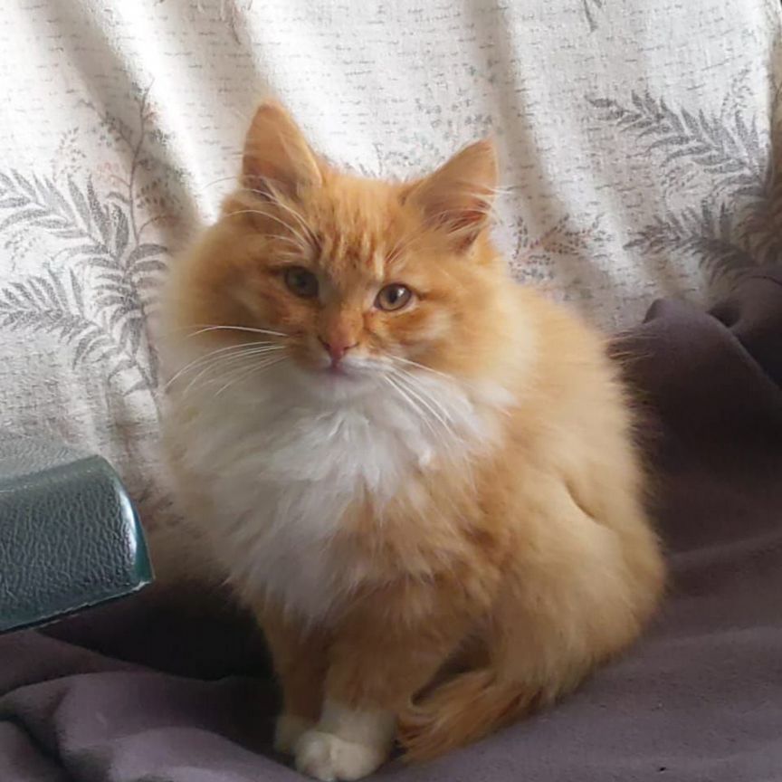 Котята ищут дом