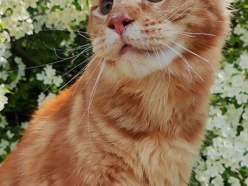 Котята мейн-кун